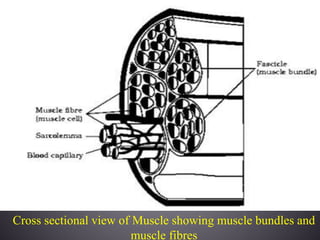 Locomotion and movement In Humans | PPTX