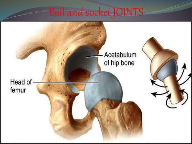 Locomotion and movement In Humans | PPT
