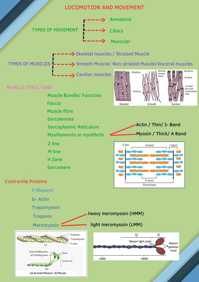 Locomotion and Movement.pdf. Infographics | PDF | Biological Sciences ...