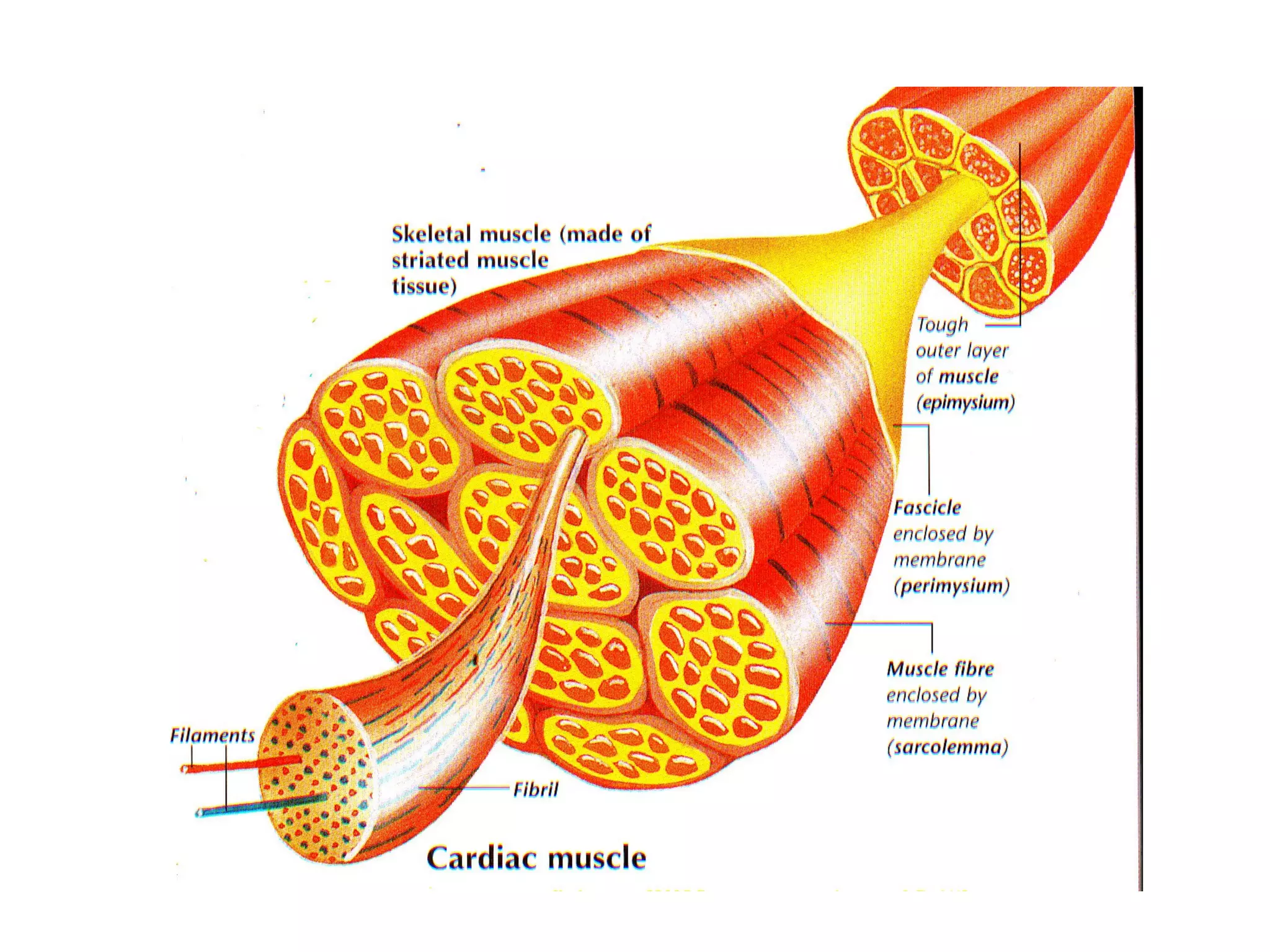 Locomotion and support | PPT