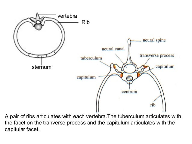 Locomotion and support