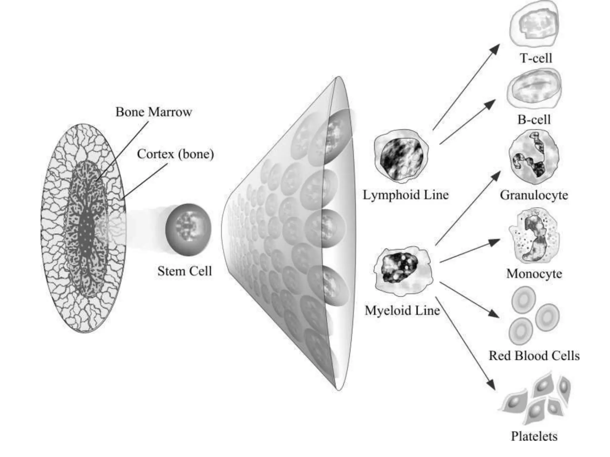 Locomotion definition and importance for organisms | PPT