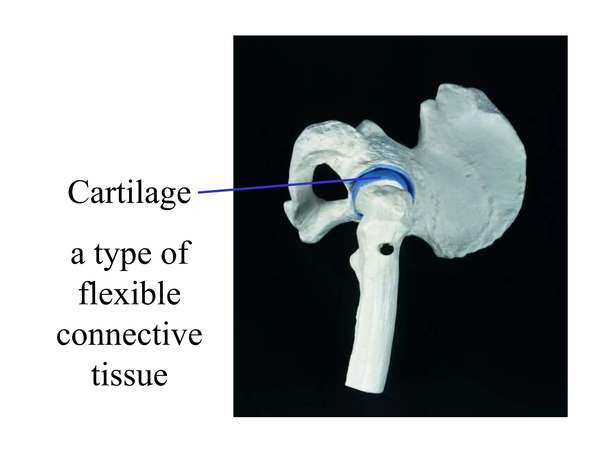 Locomotion definition and importance for organisms | PPT