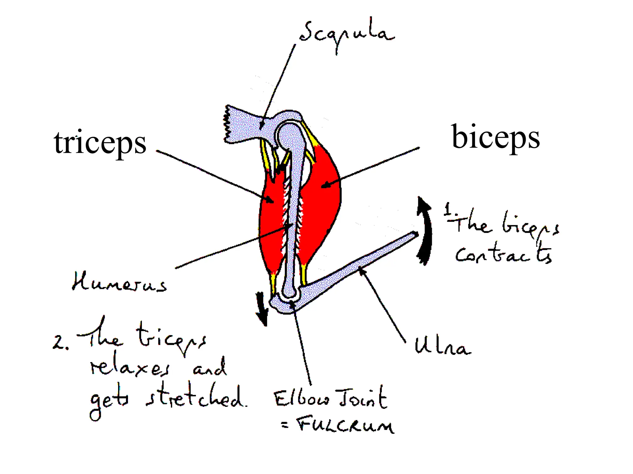 Locomotion definition and importance for organisms | PPT