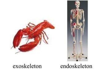 Locomotion definition and importance for organisms | PPT
