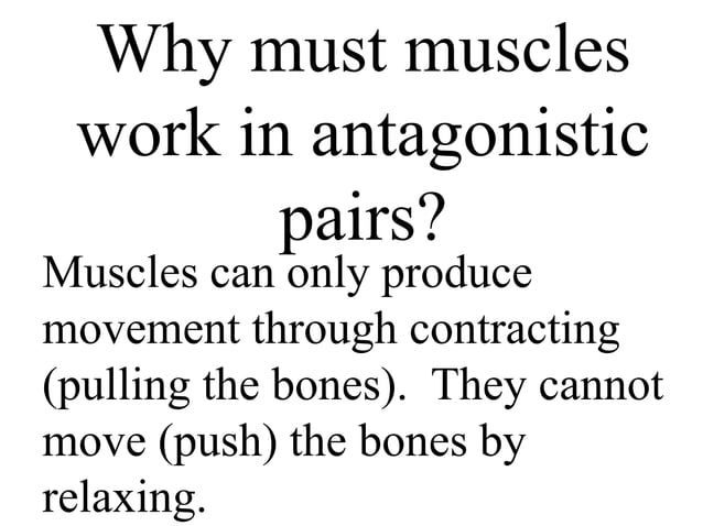 Locomotion definition and importance for organisms | PPT | Bone and ...