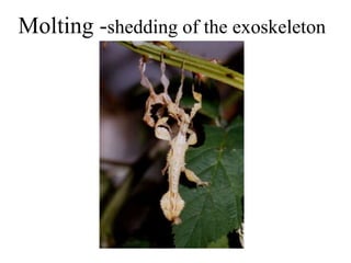 Locomotion definition and importance for organisms | PPT