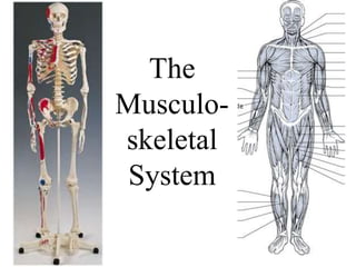 Locomotion definition and importance for organisms | PPT