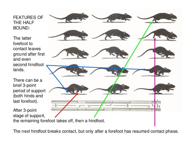Animal Movements guide for animators by sumida