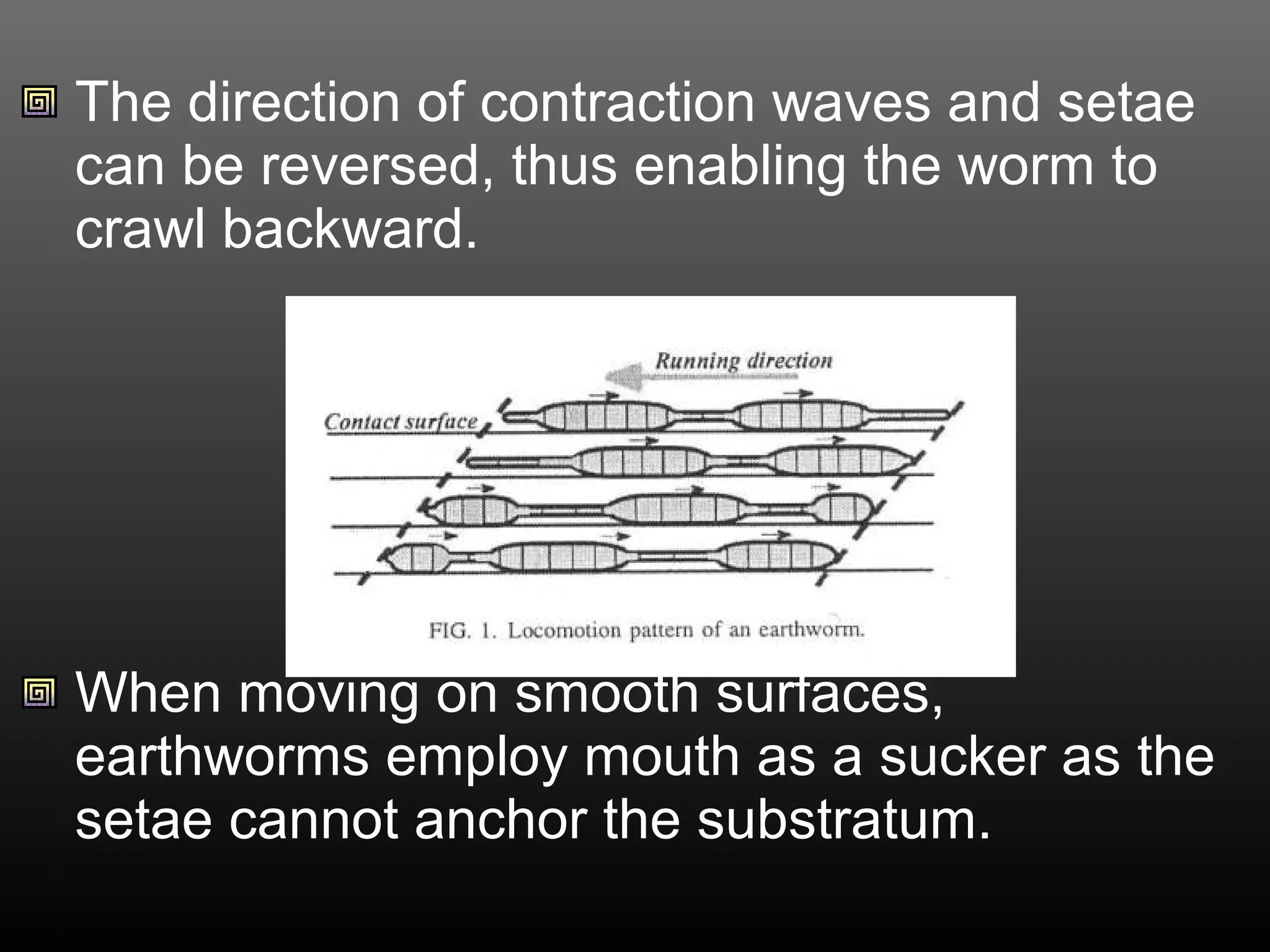 Locomotion in annelids | PPT