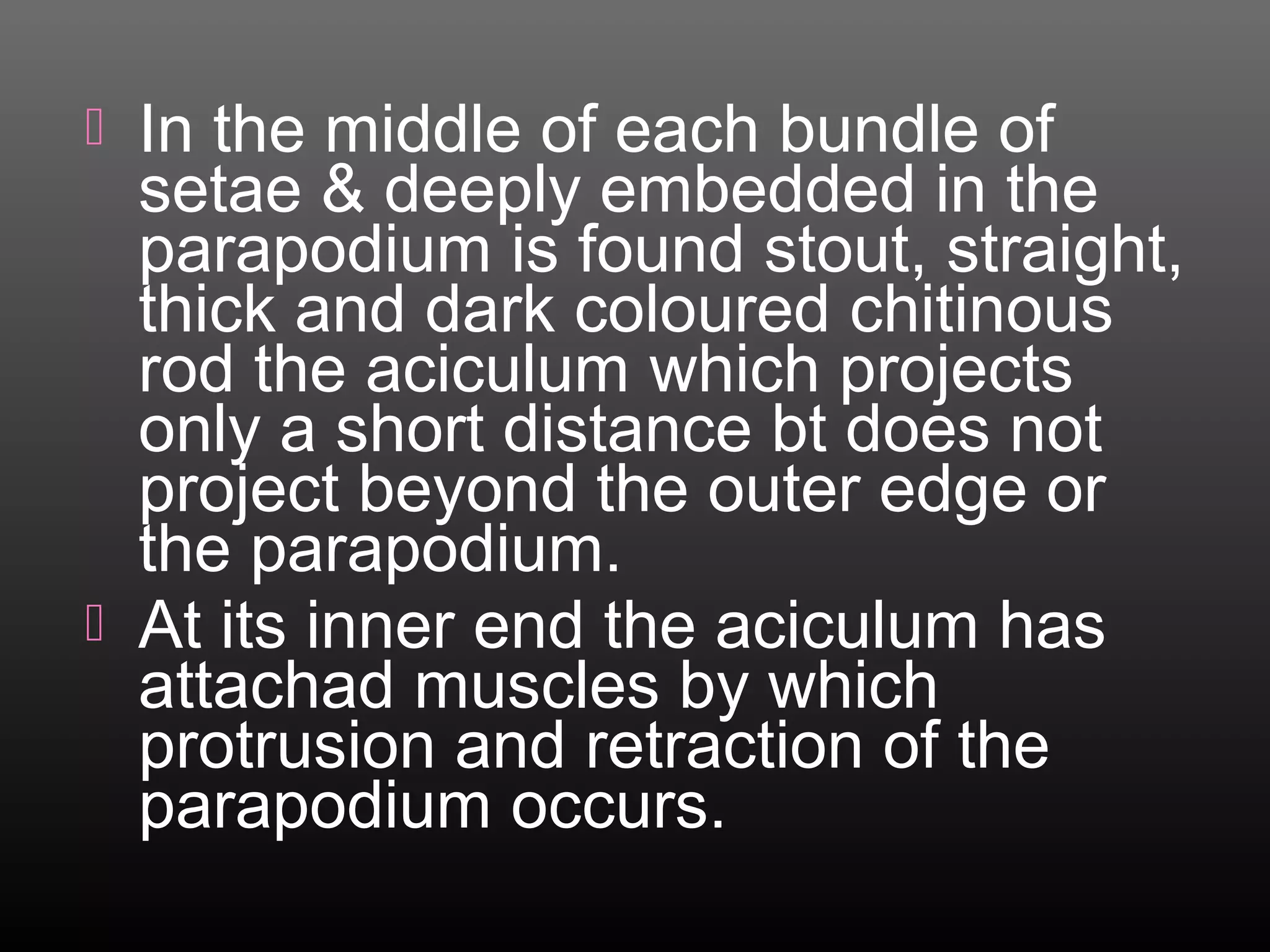 Locomotion in annelids | PPT