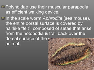 Locomotion in annelids | PPT
