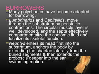 Locomotion in annelids | PPT