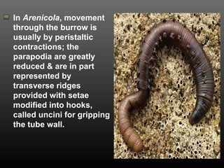 Locomotion in annelids | PPT