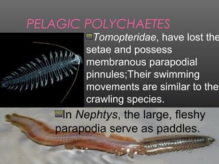 Locomotion in annelids | PPT