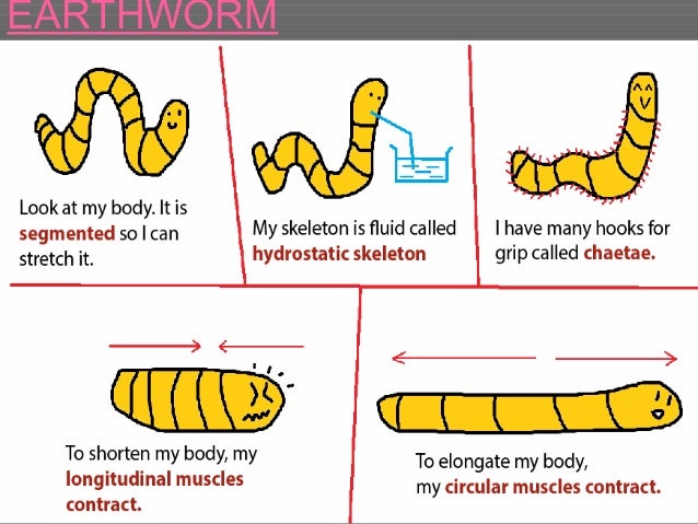 Locomotion in annelids