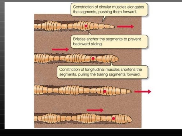 Locomotion in annelids