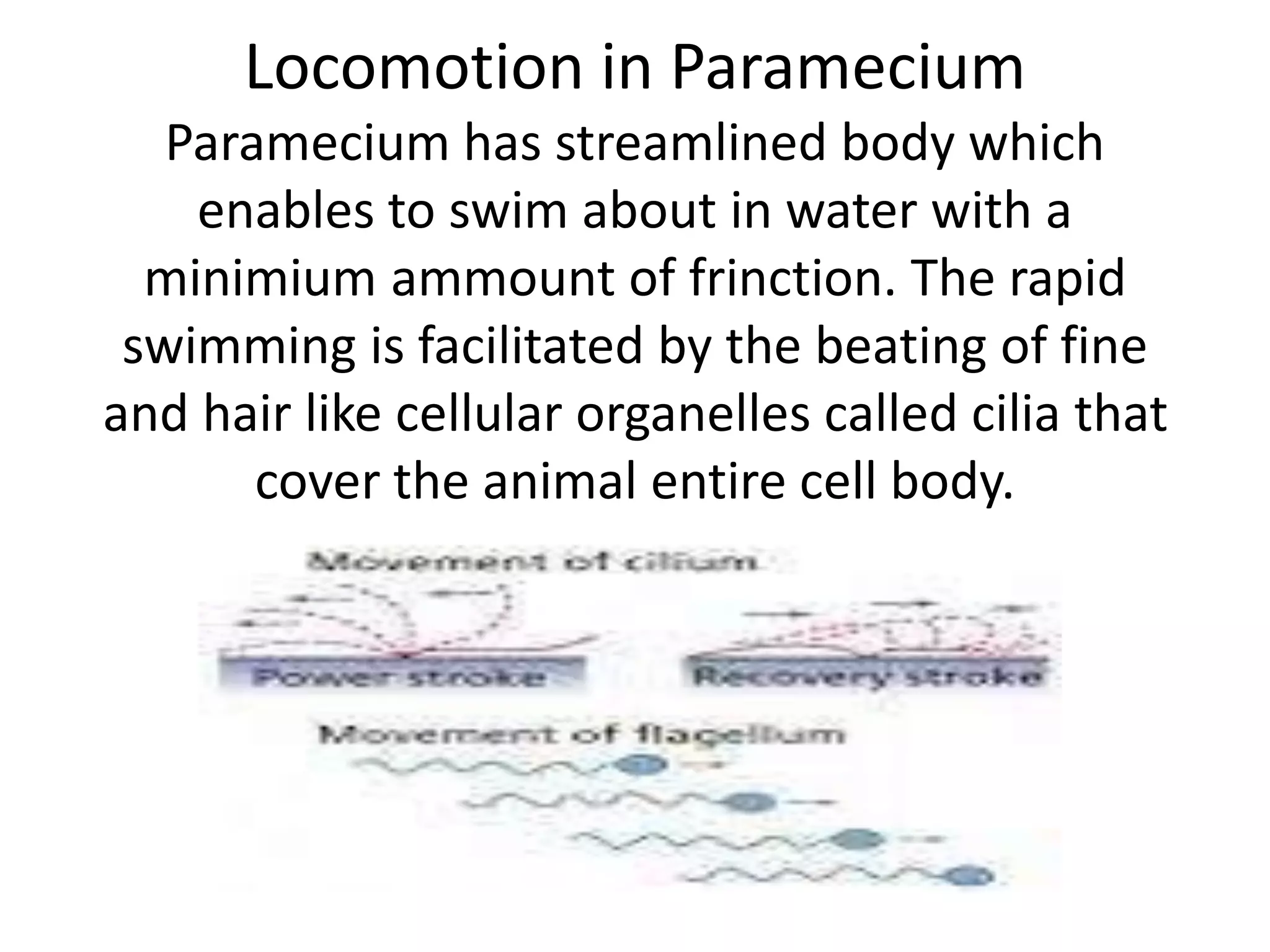 Locomotion In Ciliata.ppt