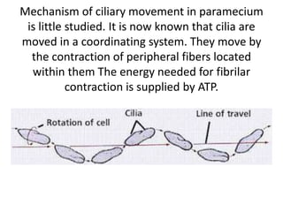 Locomotion In Ciliata.ppt