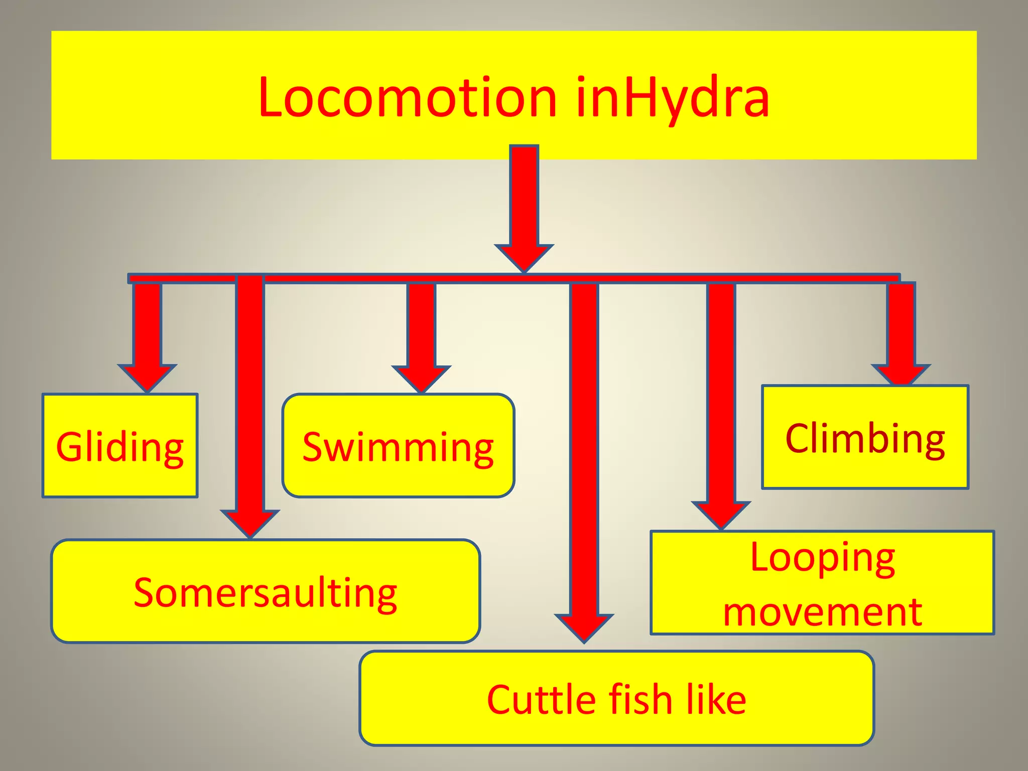 Locomotion in hydra | PPTX