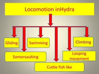Locomotion in hydra | PPTX