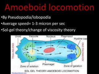 Locomotion in protozoa | PPTX