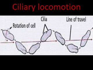 Locomotion in protozoa | PPTX
