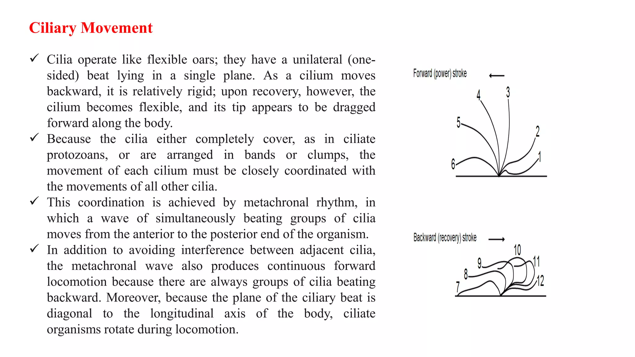 locomotion in protozoa.pptx