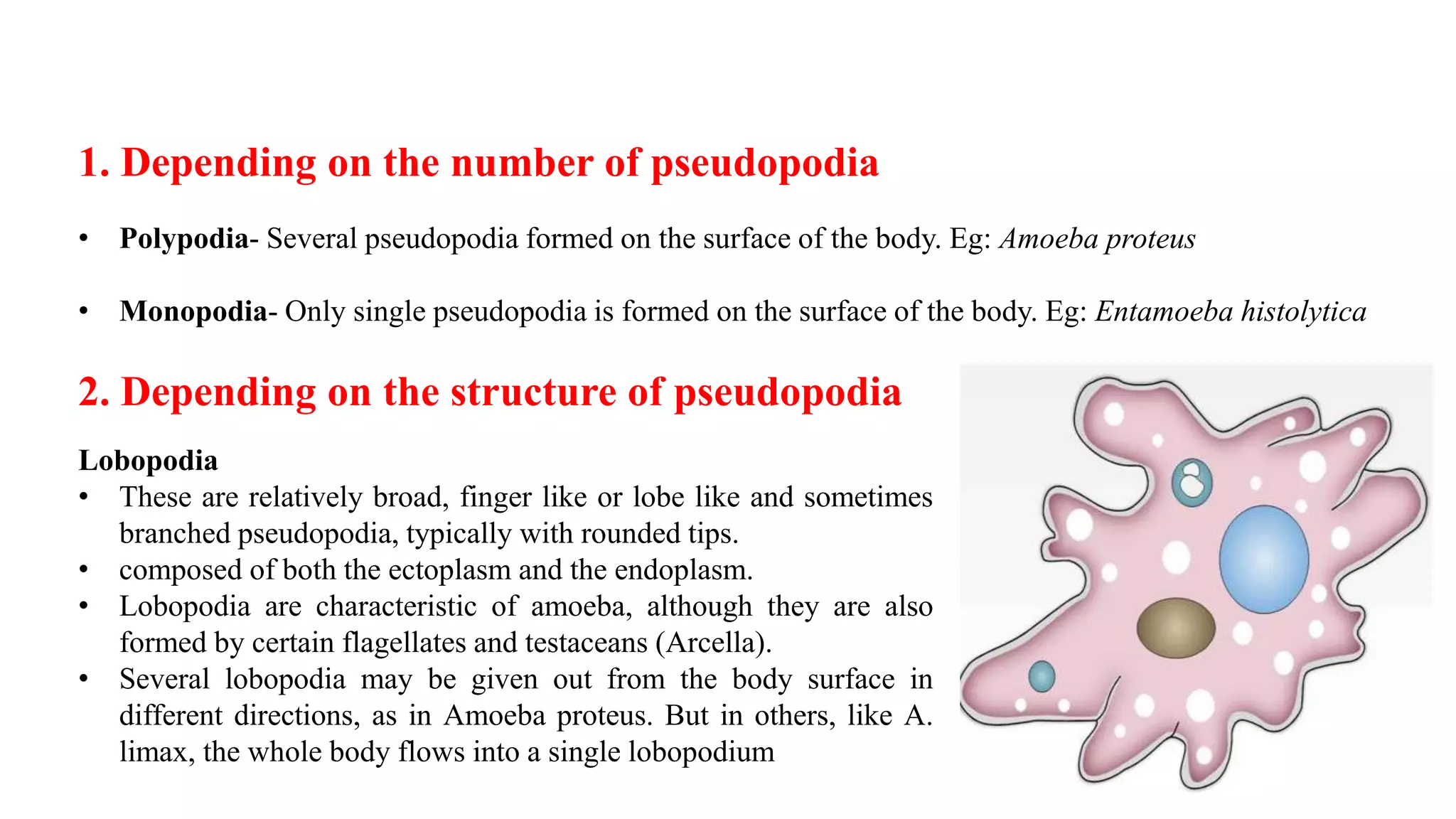 locomotion in protozoa.pptx