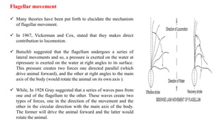 locomotion in protozoa.pptx