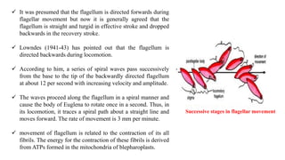locomotion in protozoa.pptx