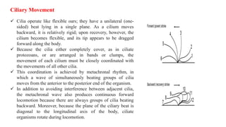 locomotion in protozoa.pptx