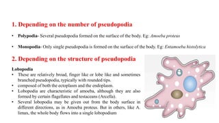 locomotion in protozoa.pptx