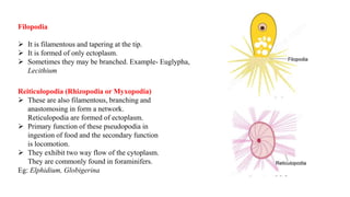 locomotion in protozoa.pptx