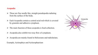 locomotion in protozoa.pptx