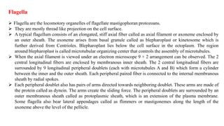 locomotion in protozoa.pptx