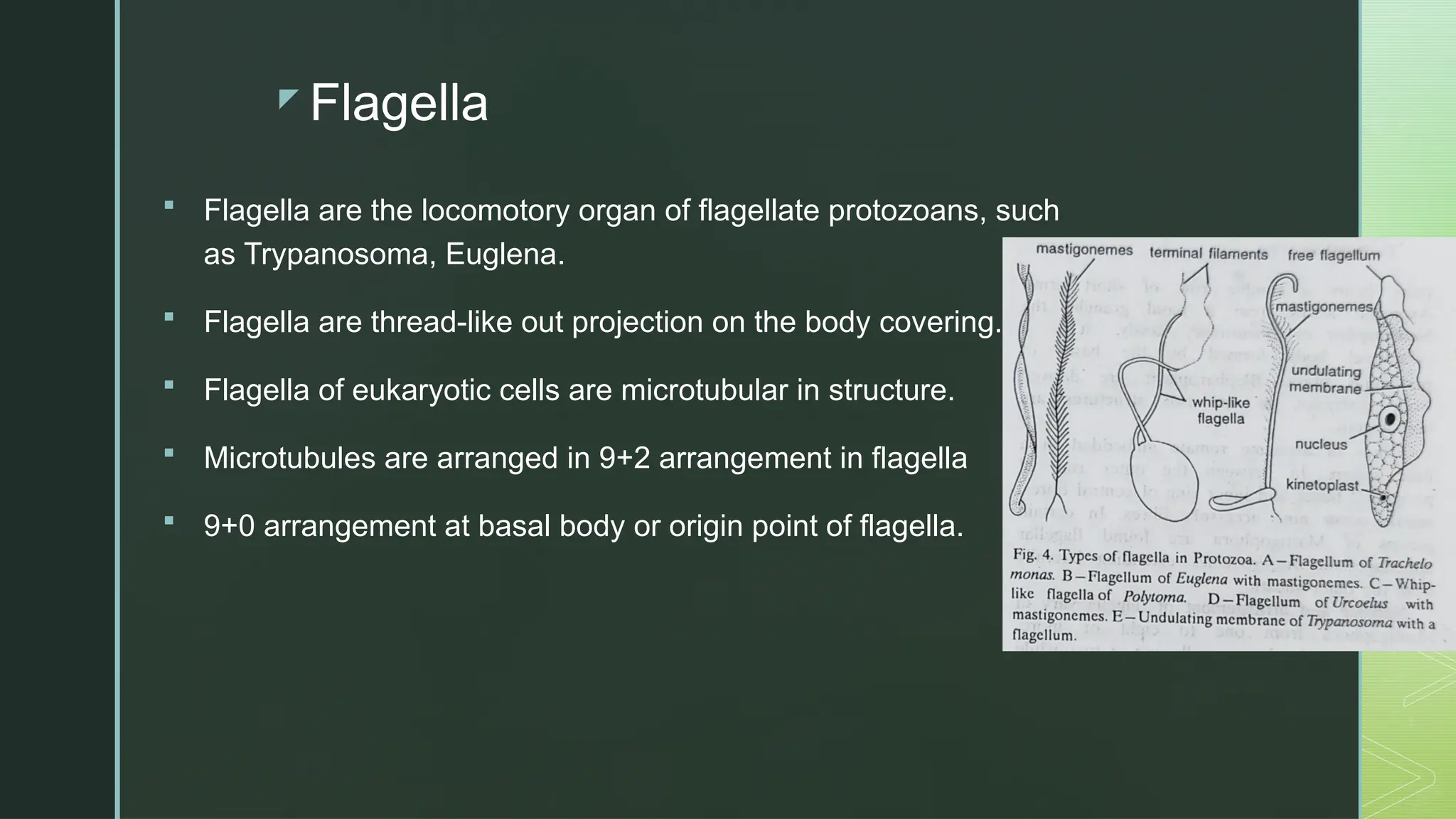 Different methods of Locomotion in Protozoa.pptx