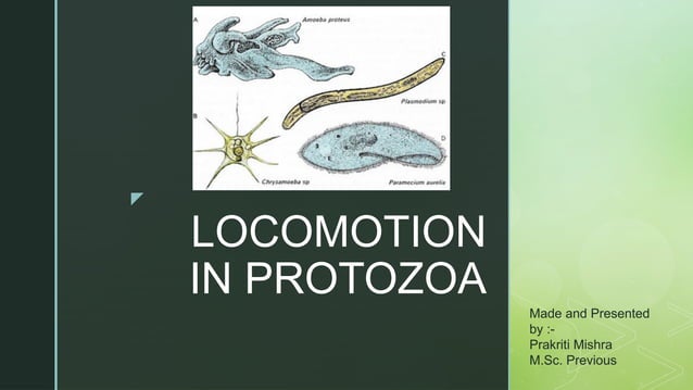 Different methods of Locomotion in Protozoa.pptx | Biological Sciences | Science