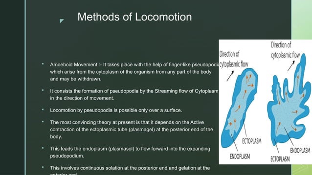 Different methods of Locomotion in Protozoa.pptx | Biological Sciences | Science