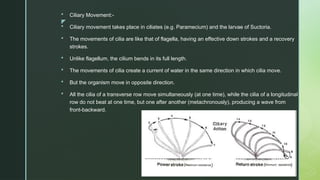 Different methods of Locomotion in Protozoa.pptx | Biological Sciences ...