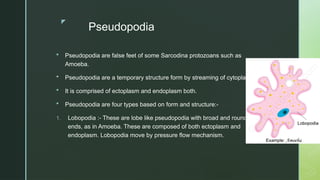 Different methods of Locomotion in Protozoa.pptx