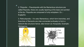 Different methods of Locomotion in Protozoa.pptx | Biological Sciences ...