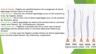 Locomotion in protozoa details explain all type with pictures... | PDF