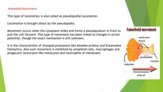 Locomotion in protozoa details explain all type with pictures... | PDF