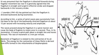 Locomotion in protozoa details explain all type with pictures... | PDF