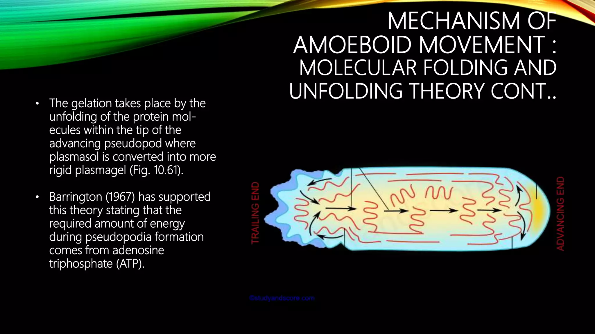 Locomotion in protozoa sj | PPTX