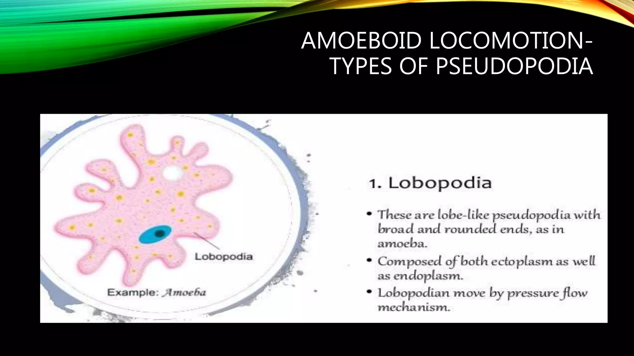 Locomotion in protozoa sj | PPTX | Biological Sciences | Science