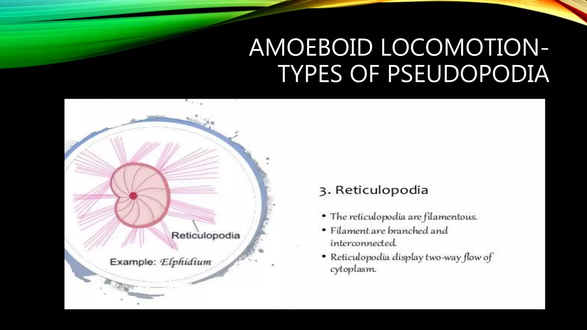Locomotion in protozoa sj | PPTX
