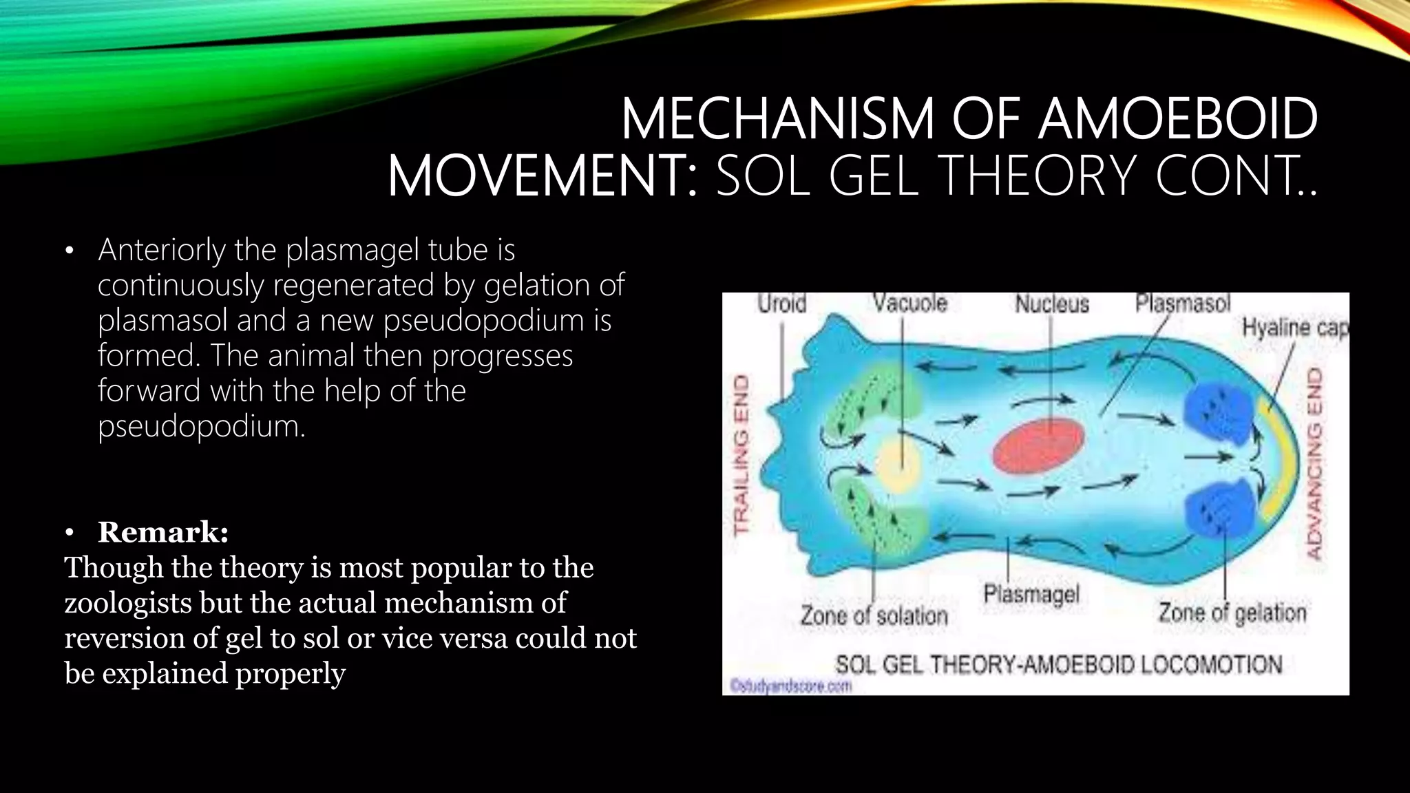 Locomotion in protozoa sj | PPTX