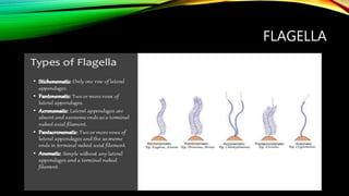 Locomotion in protozoa sj | PPTX